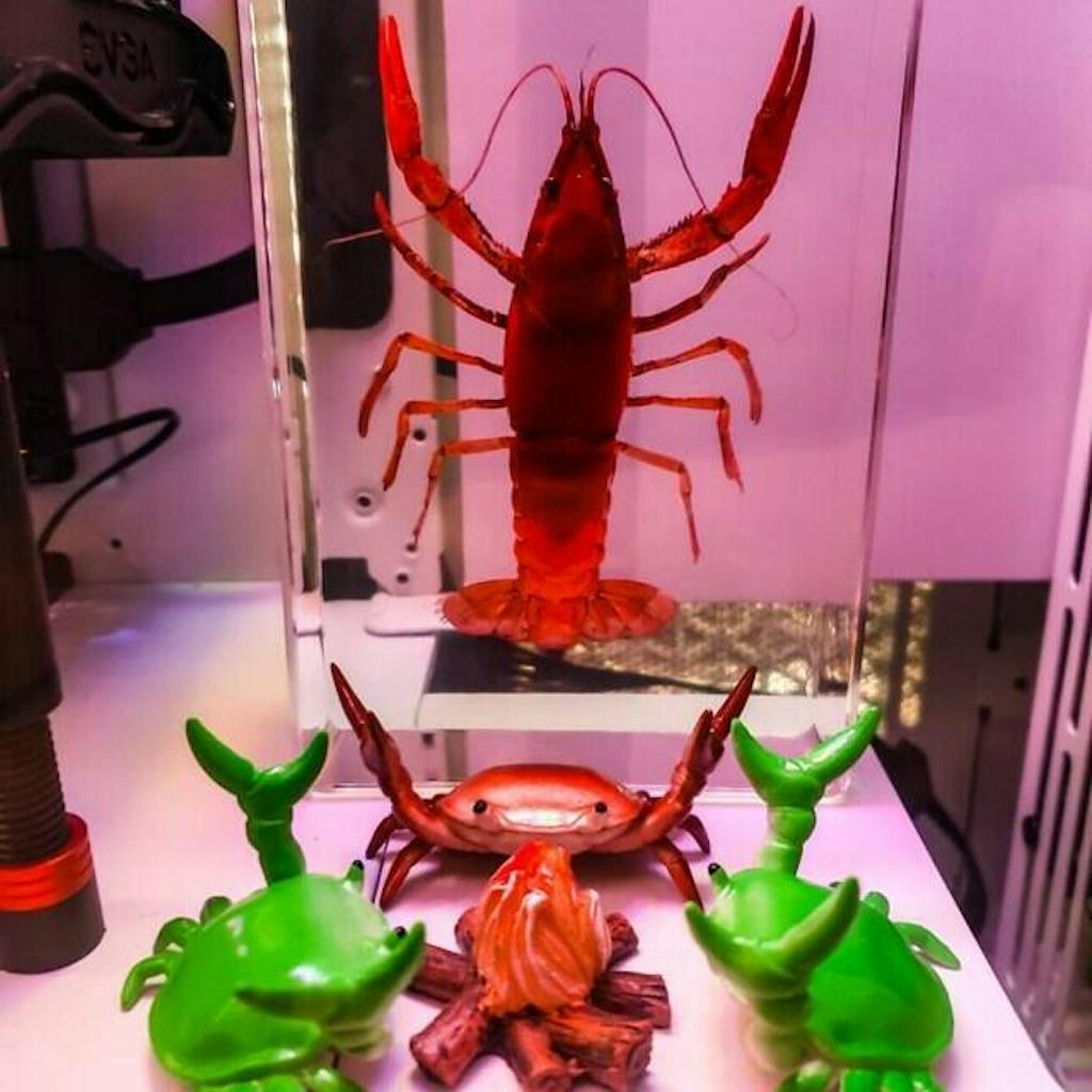Real Crayfish in Resin, Red Swamp Crayfish, Procambarus clarkii ...