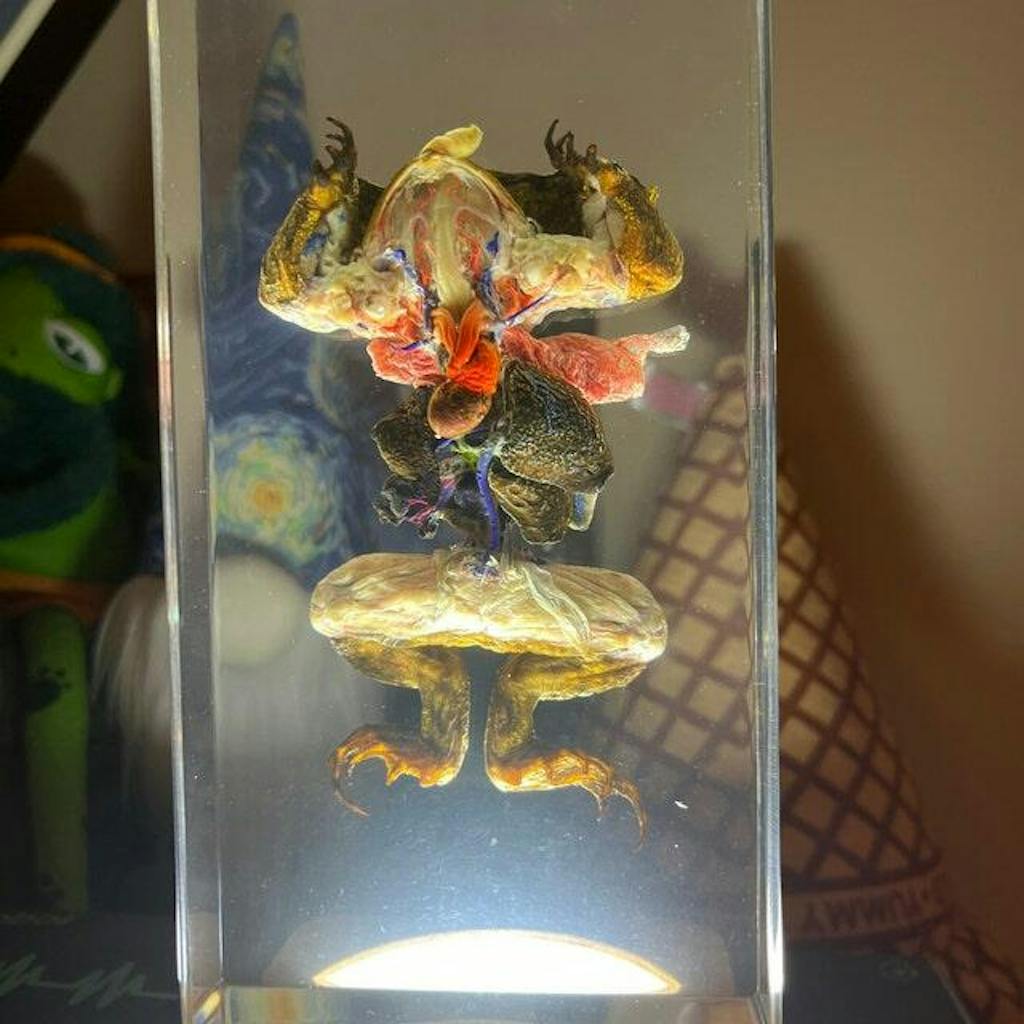 Dissected Toad In Resin, Dissected Frog Specimen, Oddities, Curiosities ...