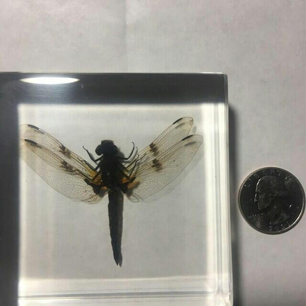 Dragonfly in Resin, Four Spotted Chaser, Insects in Resin - Oddities ...