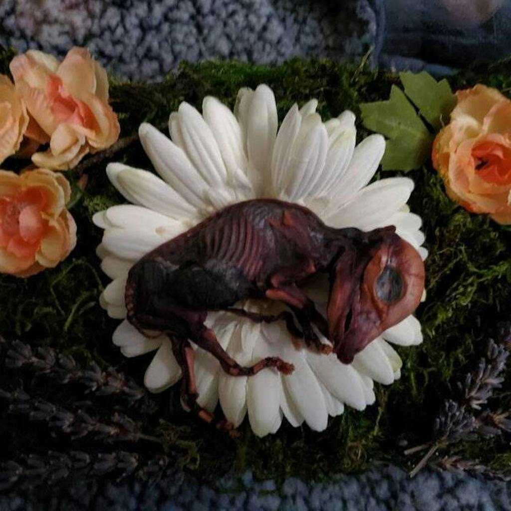 Dried Fetal Pig, Mummified Pig Fetus, Oddities Curiosities - Oddities ...