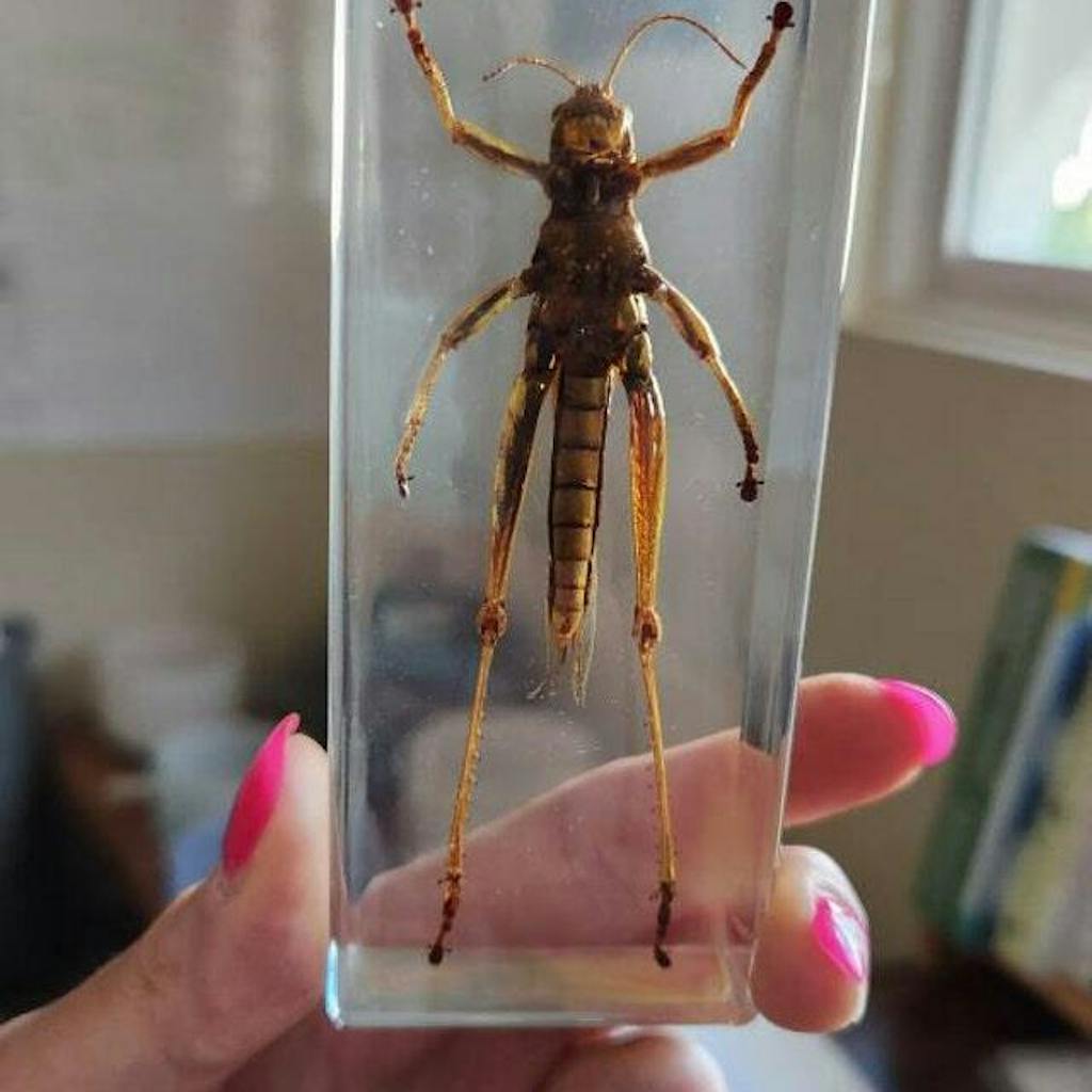 Large Locust, Grasshopper in Resin, Insects in Resin - Oddities For ...