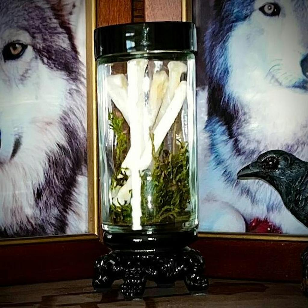 Large Coyote Toe Bones in Jar, Curio Jar, Oddities and Curiosities ...