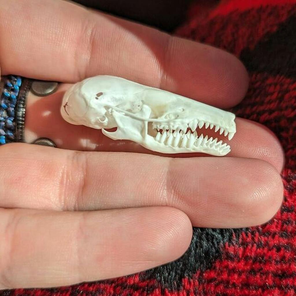 Townsends Mole, Real Animal Skull, Oddities, Curiosities - Oddities For ...