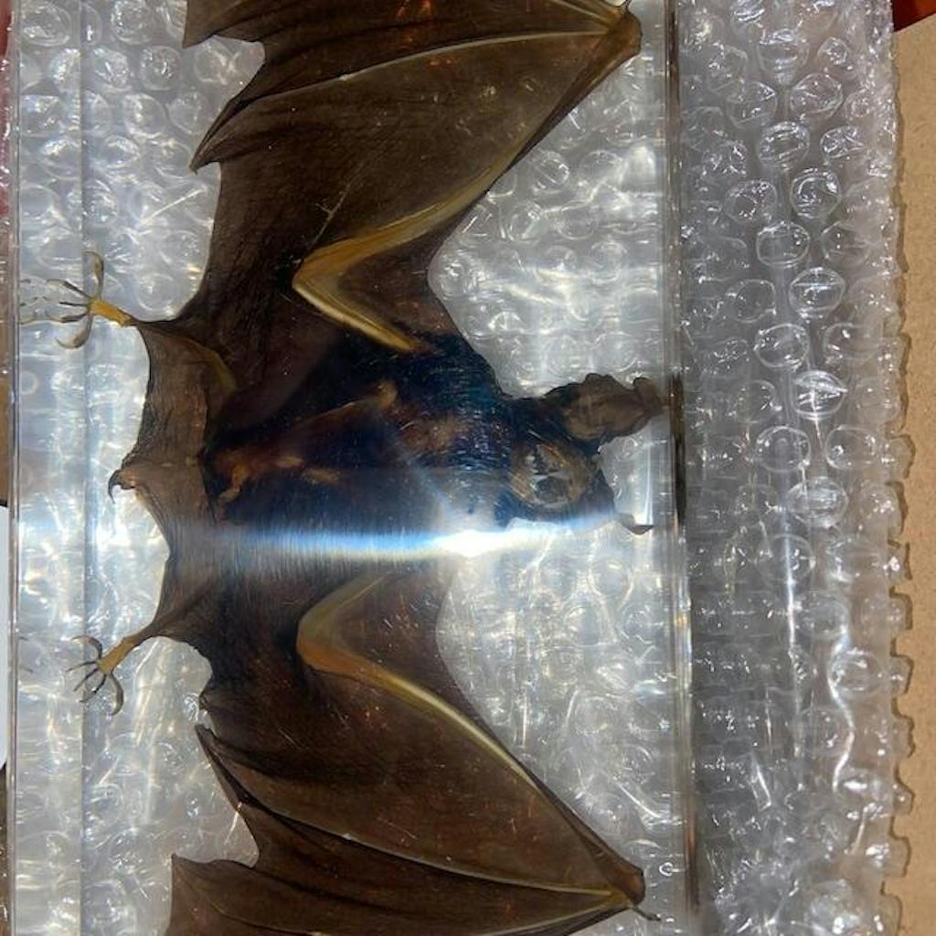 LARGE -Real Bat in Resin, Preserved Bat, Specimens In Resin - Oddities ...