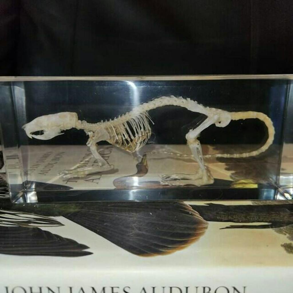 Rat Skeleton in Resin, Real Rat Skull, Oddities, Curiosities - Oddities ...