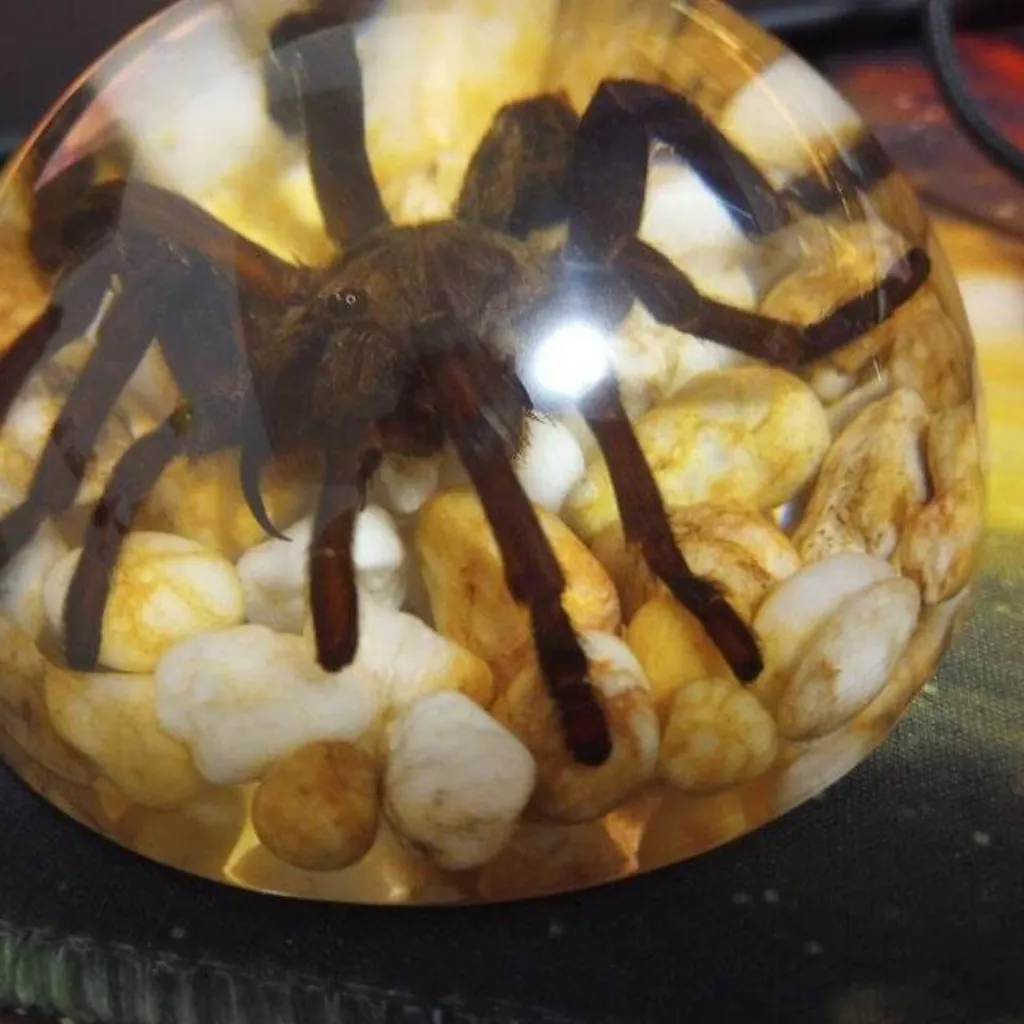 Large Spider in Resin, Dome, Paperweight, Real Spider - Oddities For ...