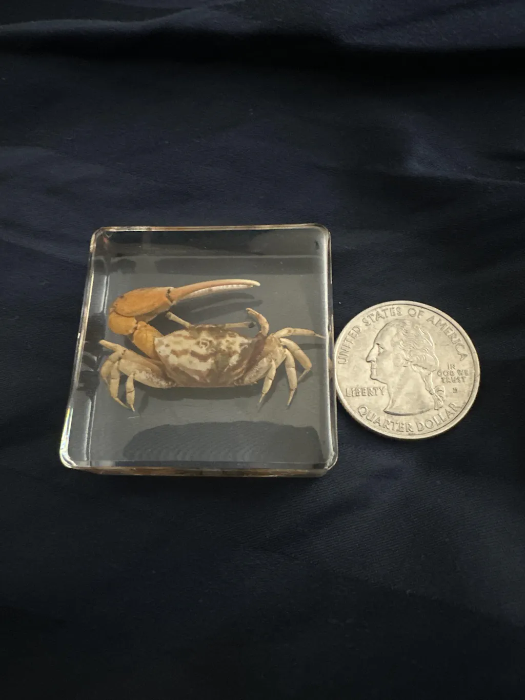 Fiddler Crab in Resin, Tiny Real Crab Specimen, Uca crassipes ...