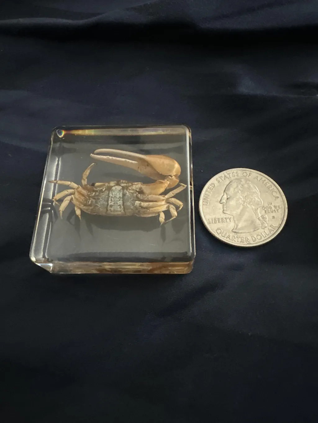 Fiddler Crab in Resin, Tiny Real Crab Specimen, Uca crassipes ...