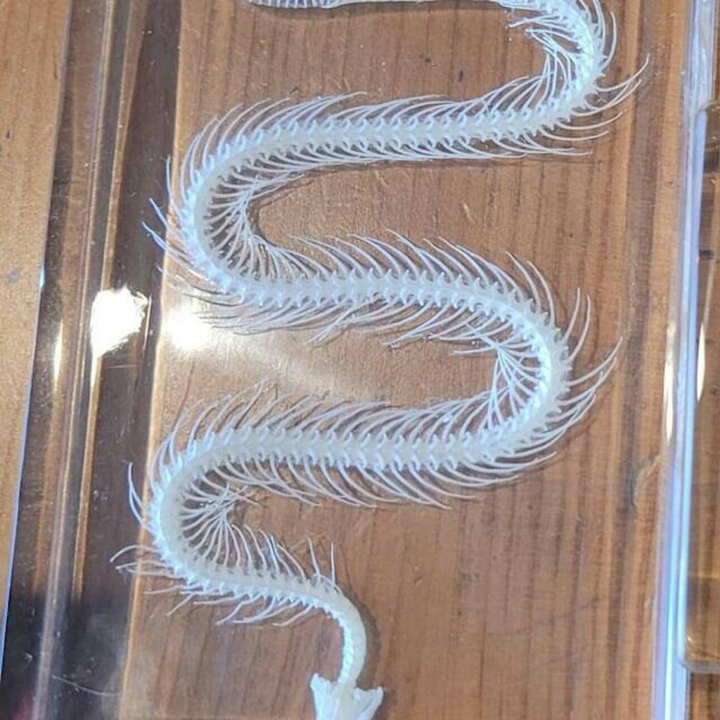 Large Snake Skeleton In Resin, Animal Skeletons, Oddities, Curiosities ...