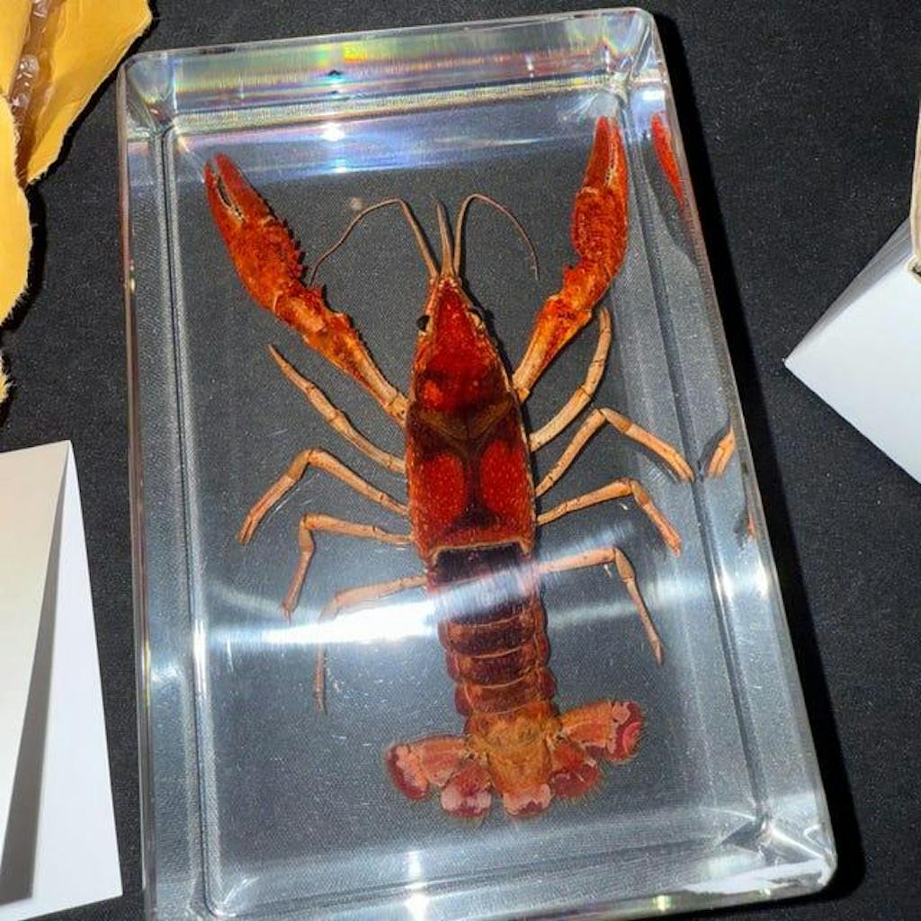 Real Crayfish in Resin, Red Swamp Crayfish, Procambarus clarkii ...