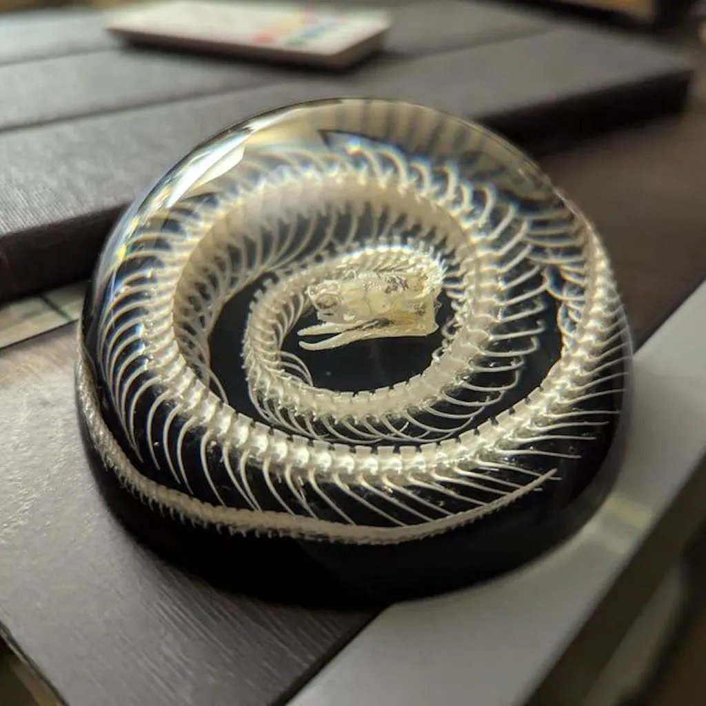 Snake Skeleton in Resin, Black Dome, Enhydris chinensis - Oddities For ...