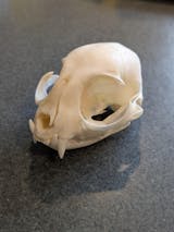 Real Cat Skull, Domestic Cat, Animal Skulls - Oddities For Sale has unique