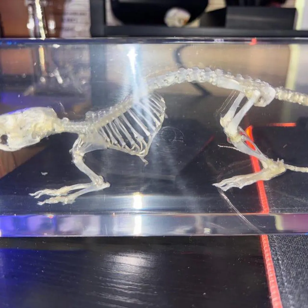 Rat Skeleton in Resin, Real Rat Skull, Oddities, Curiosities - Oddities ...