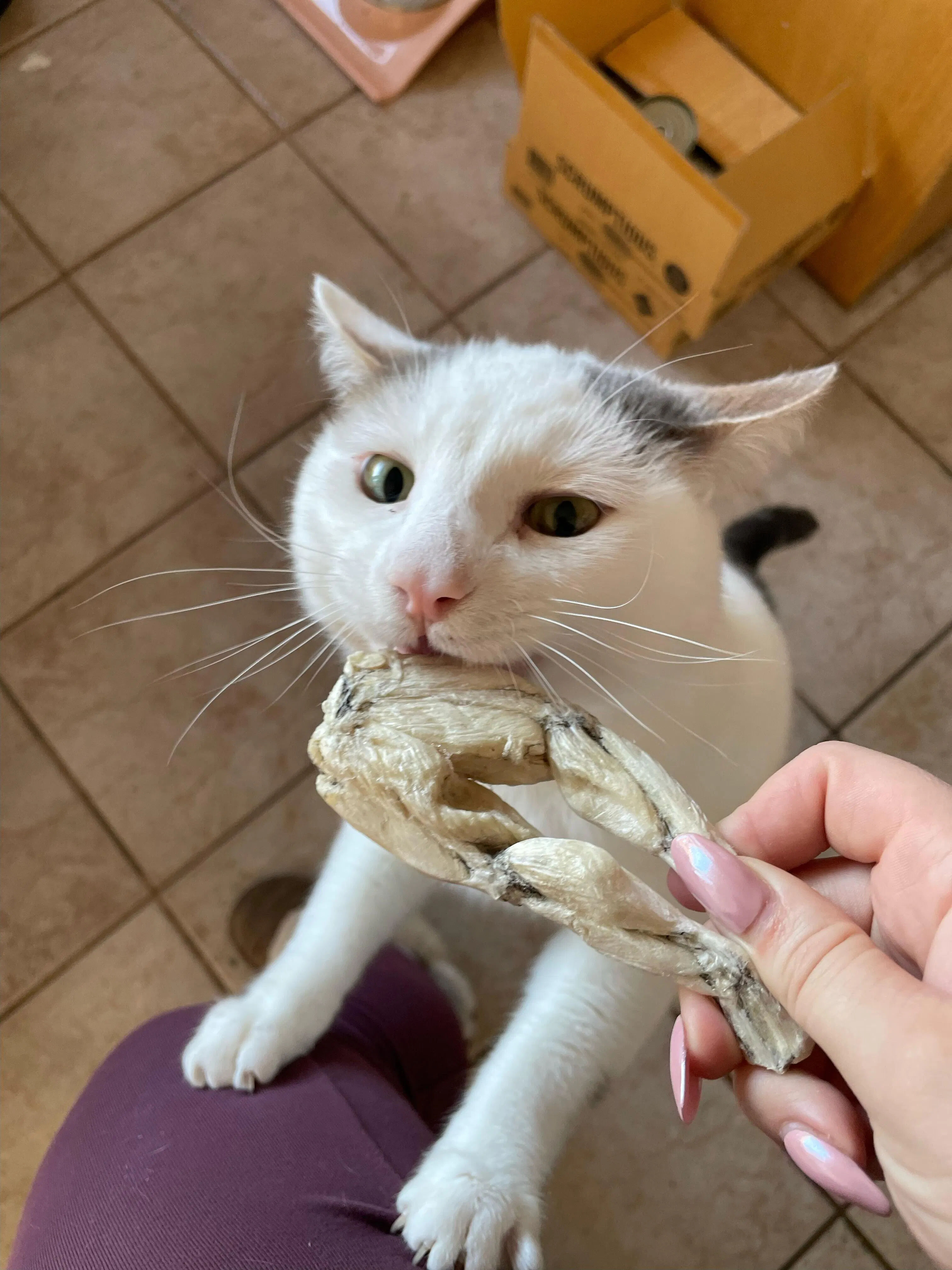 Freeze Dried Frog Legs – ohmydognesstreats