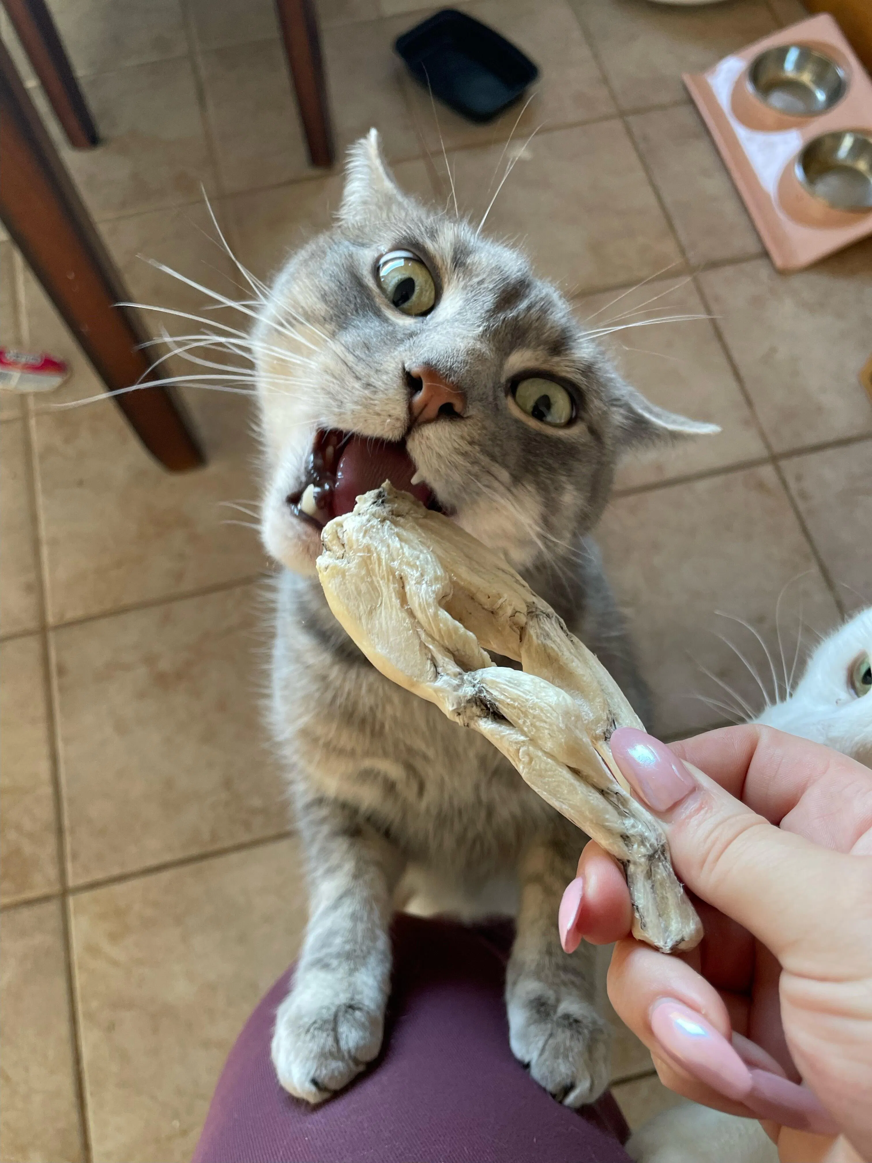 Freeze Dried Frog Legs – ohmydognesstreats