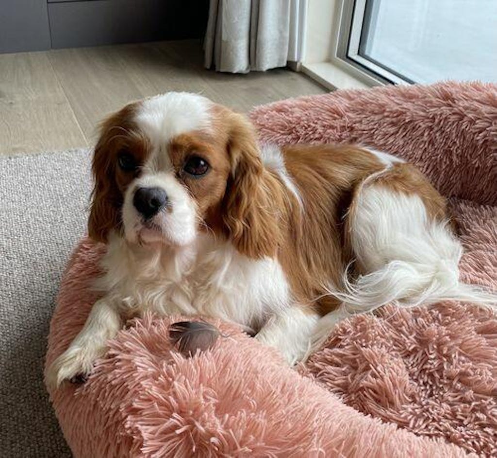 Pro-B | Olive's Kitchen's Probiotic for Dogs | Stop Bad Breath