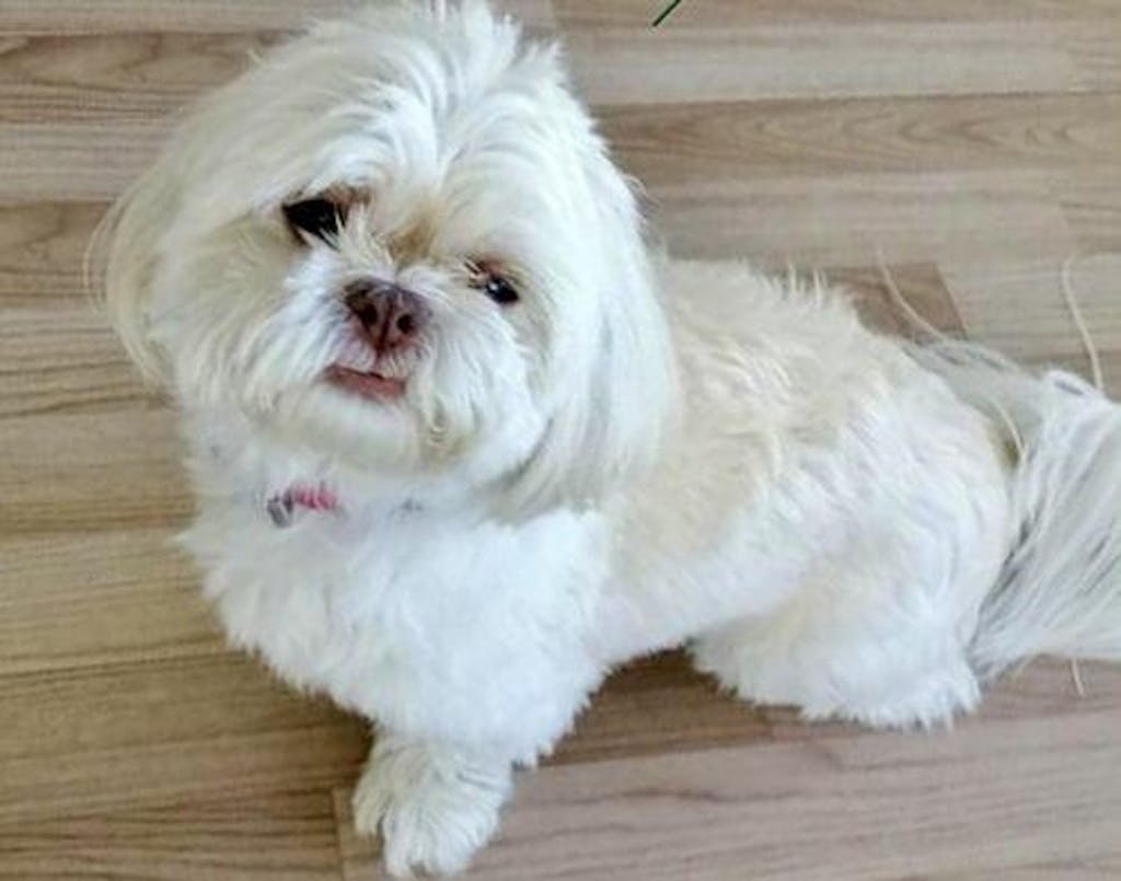 Pro-B | Olive's Kitchen's Probiotic for Dogs | Stop Bad Breath