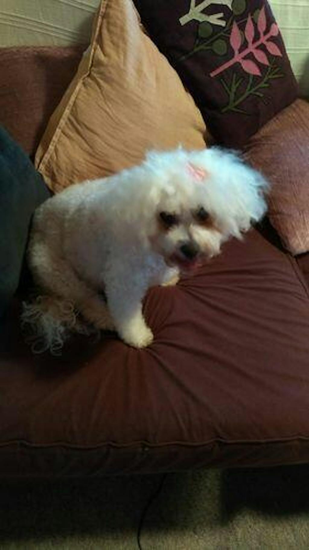 Pro-B | Olive's Kitchen's Probiotic for Dogs | Stop Bad Breath