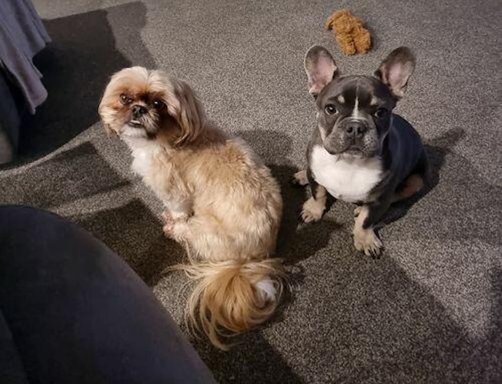 Pet Putty™ | Olive's Kitchen