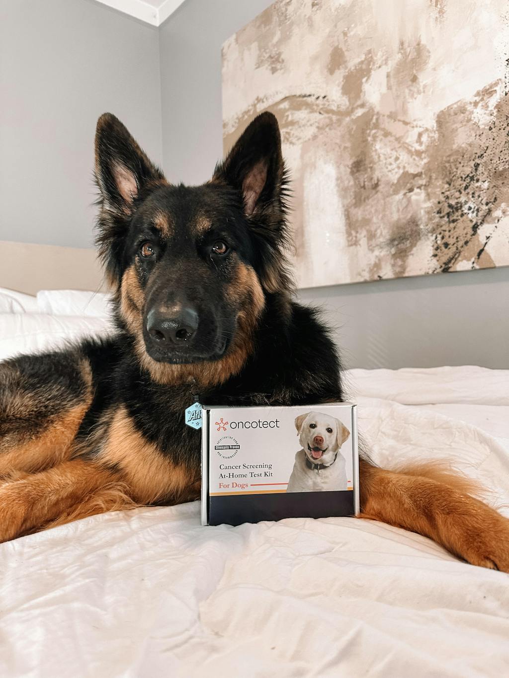 Oncotect | The World's First At-home Cancer Screening Test for Dogs