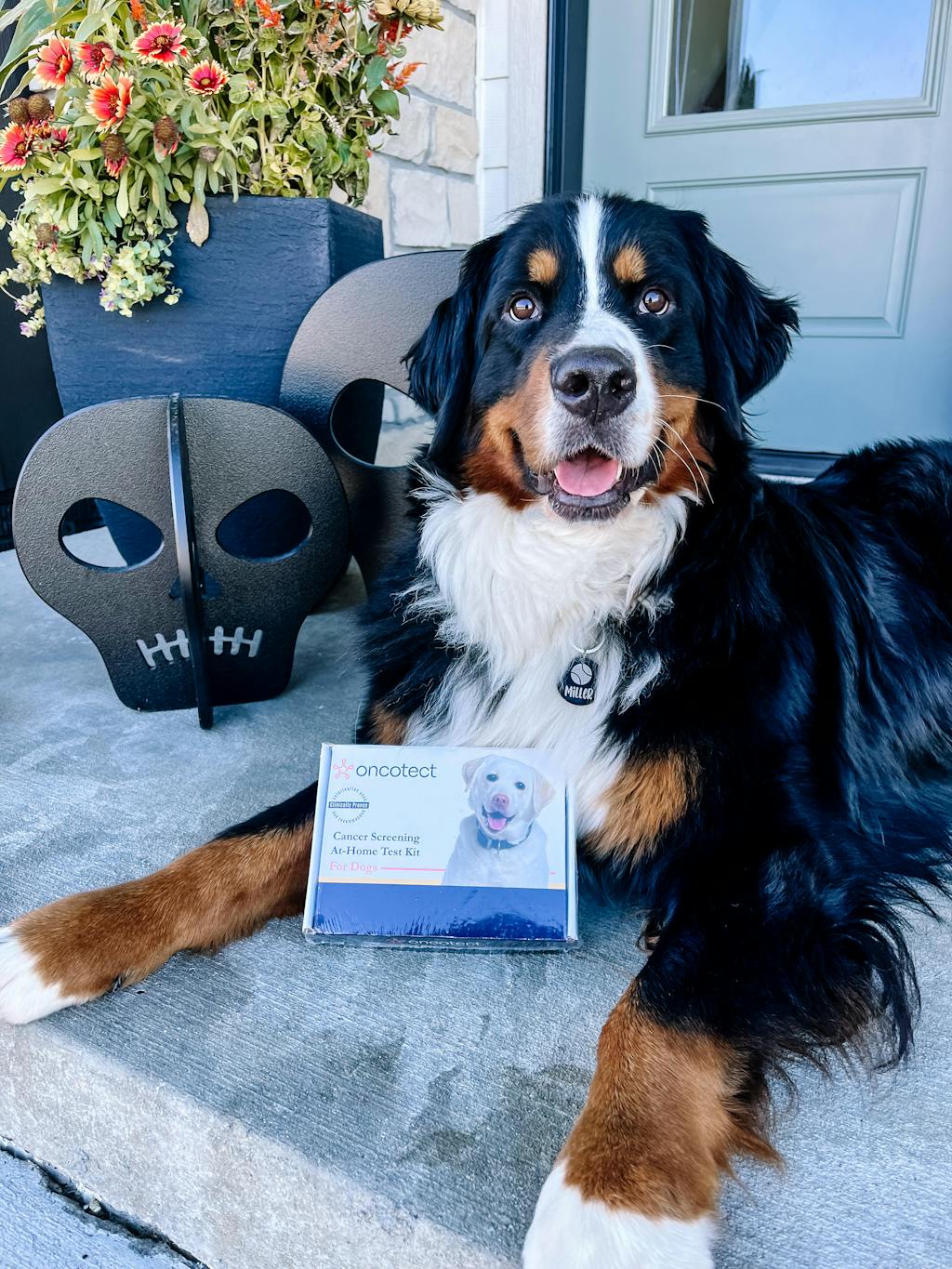 Oncotect | The World's First At-home Cancer Screening Test for Dogs