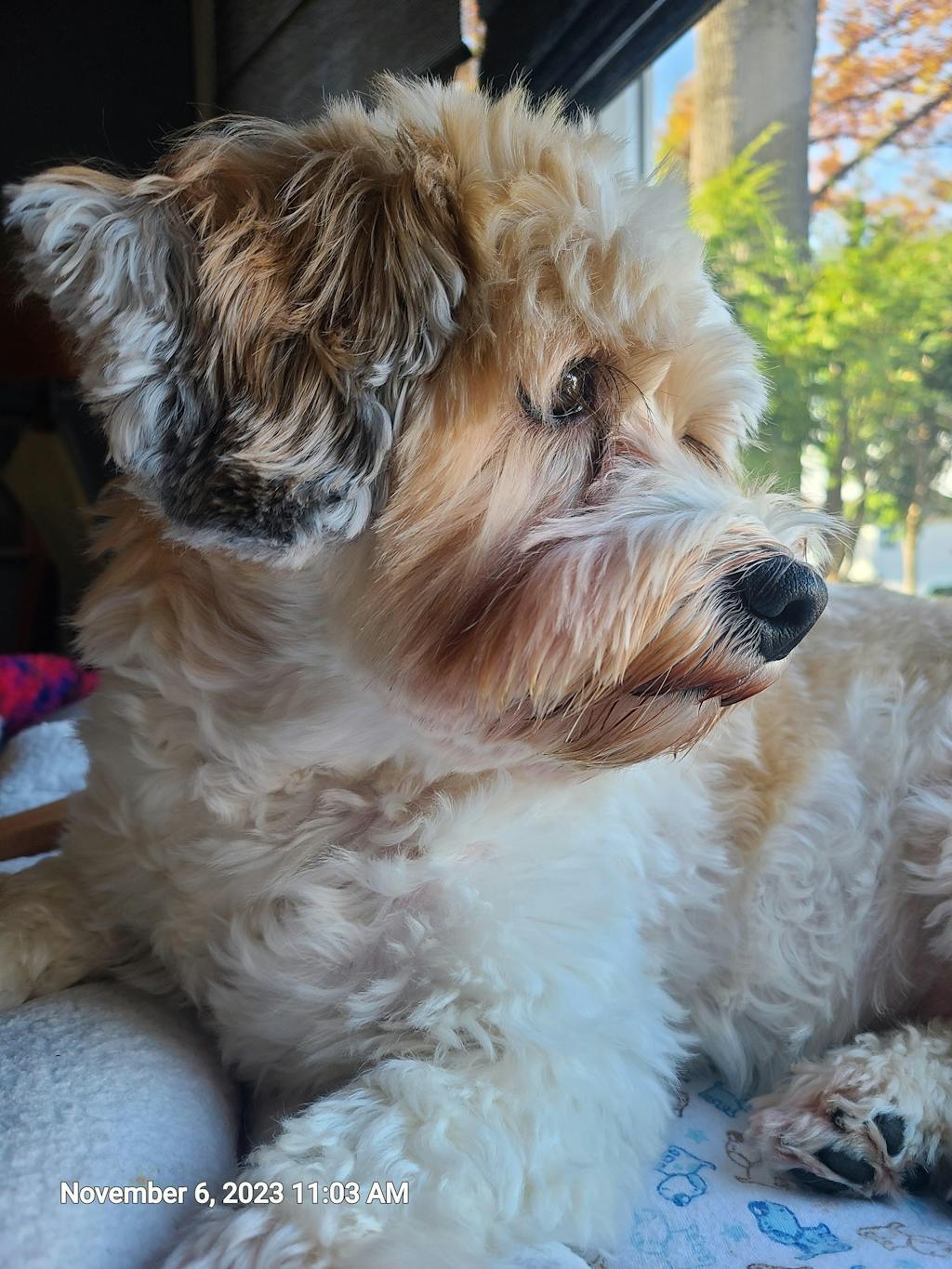 Oncotect | The World's First At-home Cancer Screening Test for Dogs