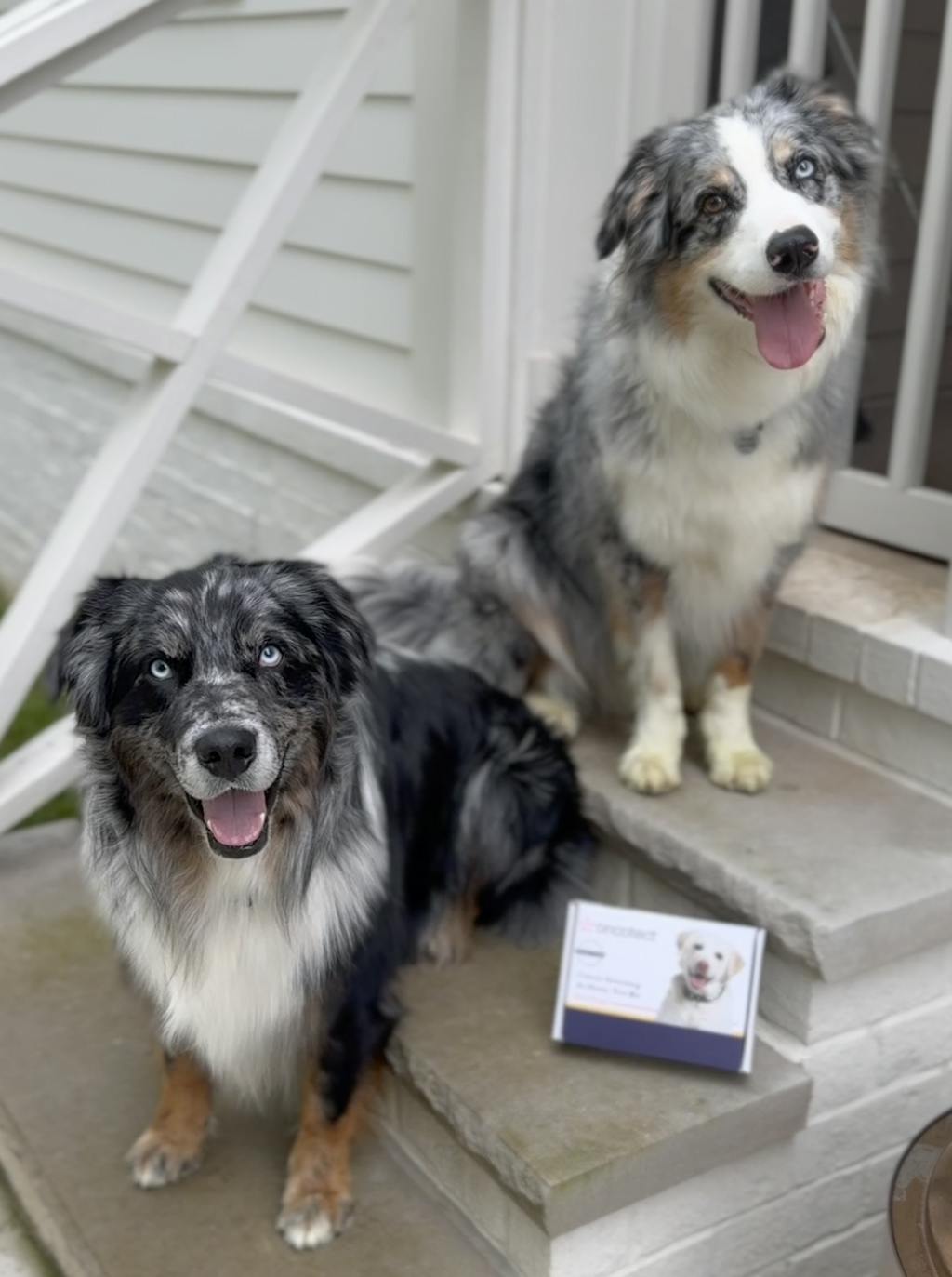 Oncotect | The World's First At-home Cancer Screening Test for Dogs