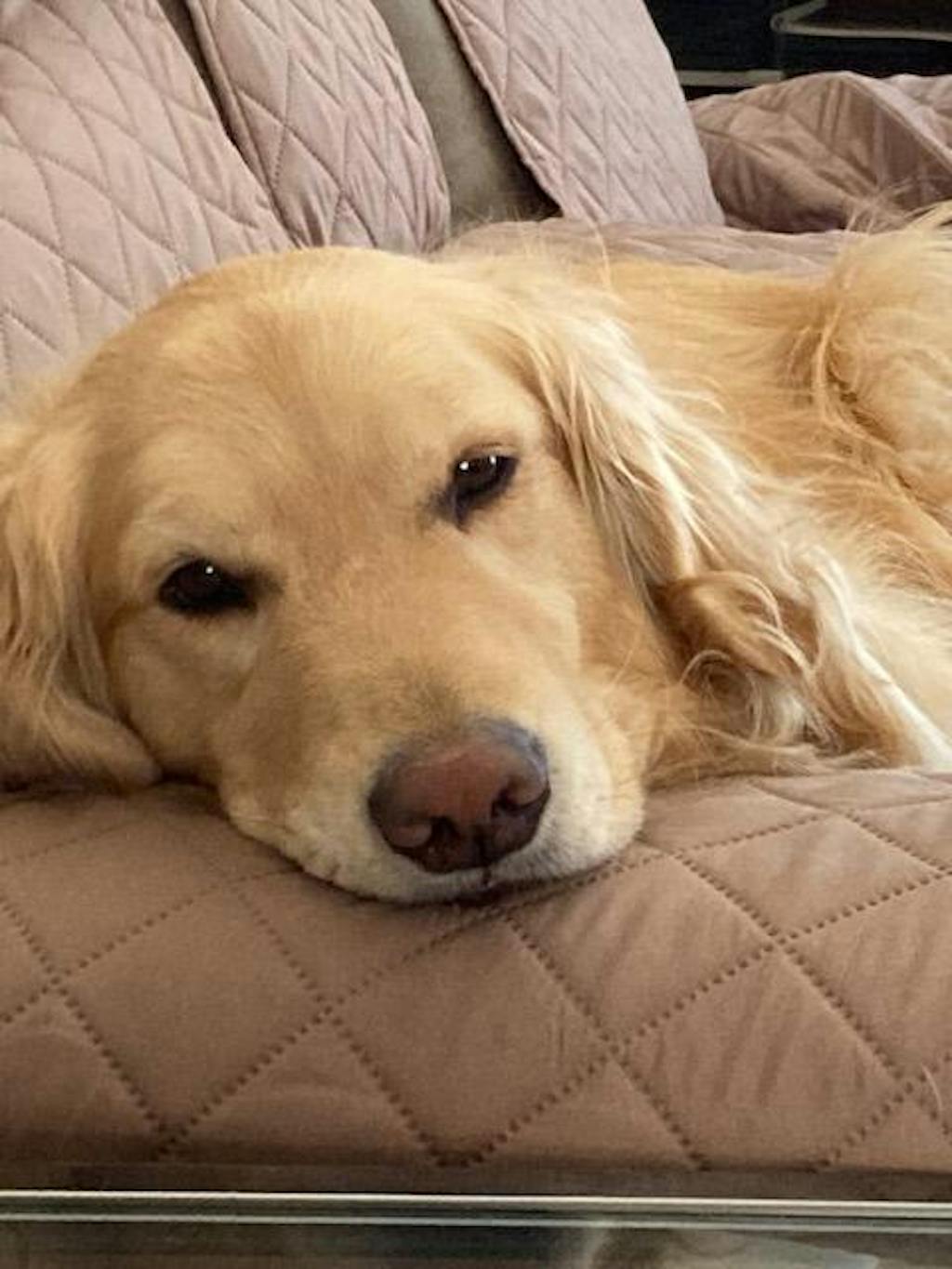 Oncotect | The World's First At-home Cancer Screening Test for Dogs