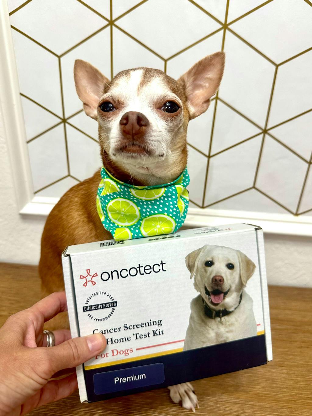 At-Home Dog Cancer Screening Test by Oncotect, Fast & Accurate Results ...