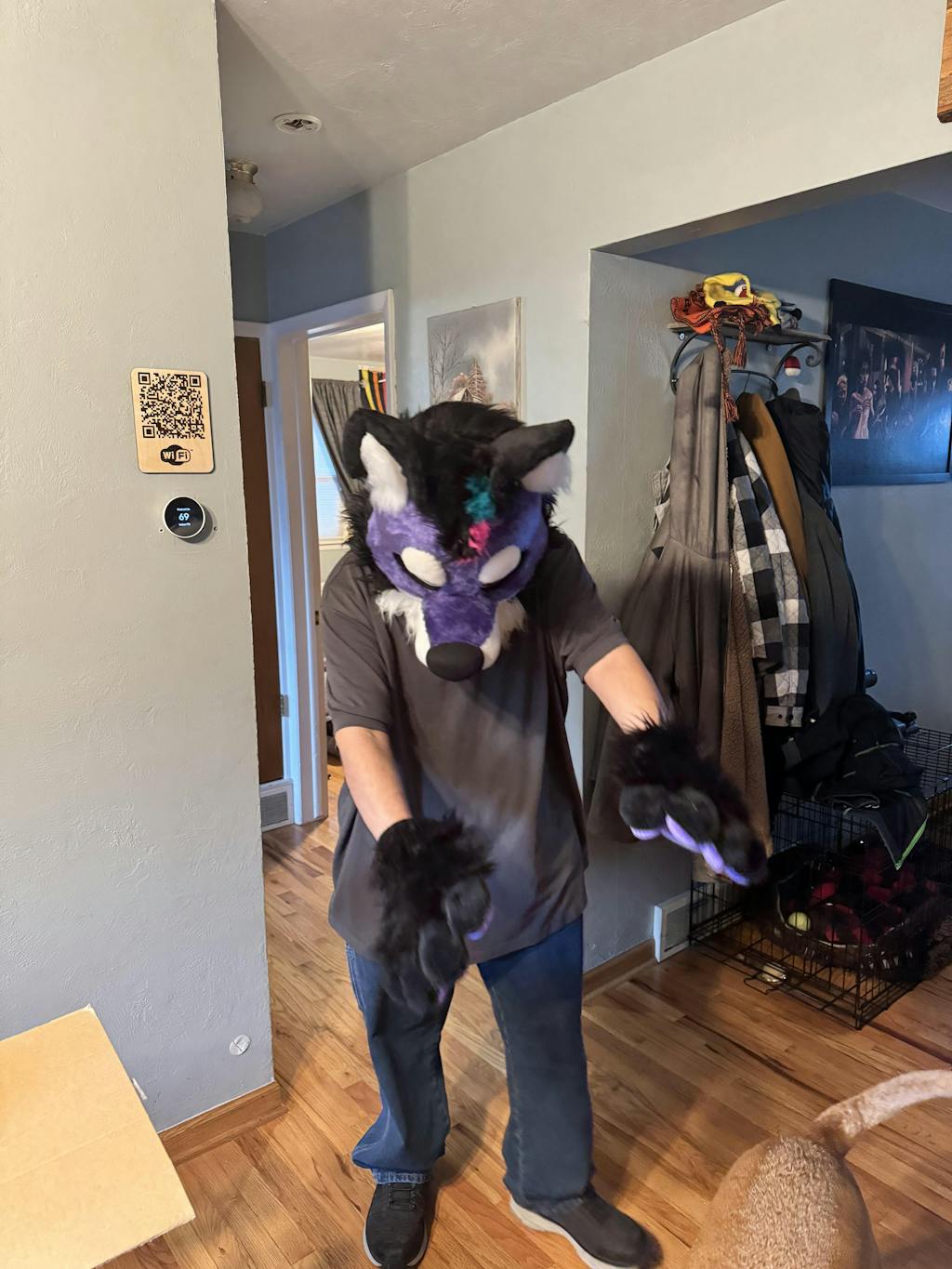 XL husky fursuit for sale - Oneandonlycostumes – oneandonlycostumes