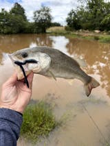 Long Neck Hook – OneCast Fishing