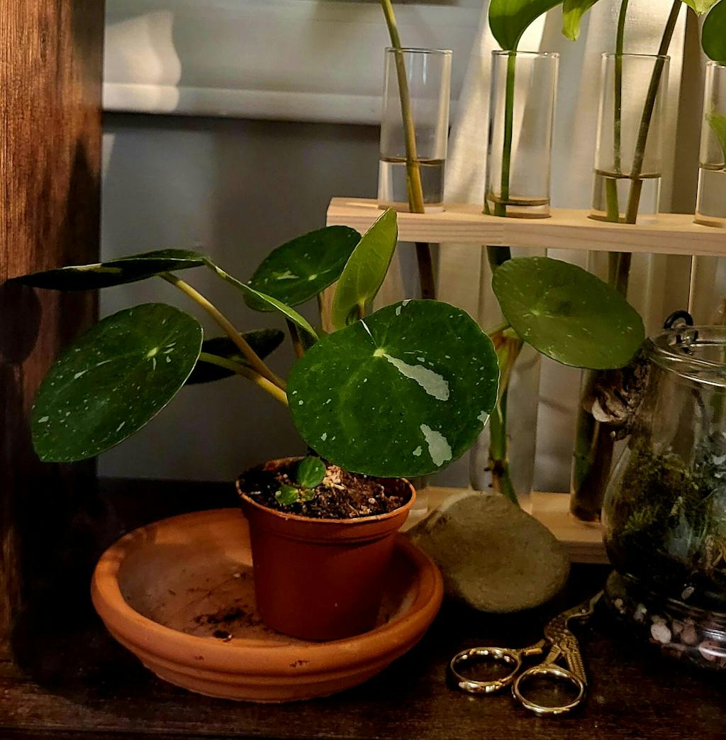 Variegated Pilea peperomioides 'White Splash' (2" Pot/Starter Plant ...