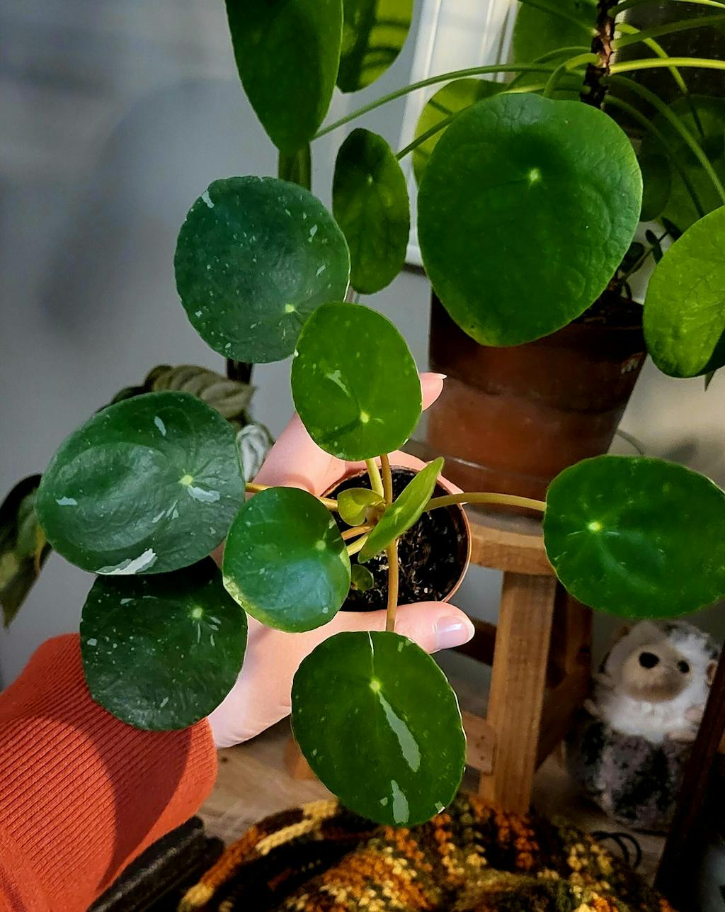 Variegated Pilea peperomioides 'White Splash' (2" Pot/Starter Plant ...