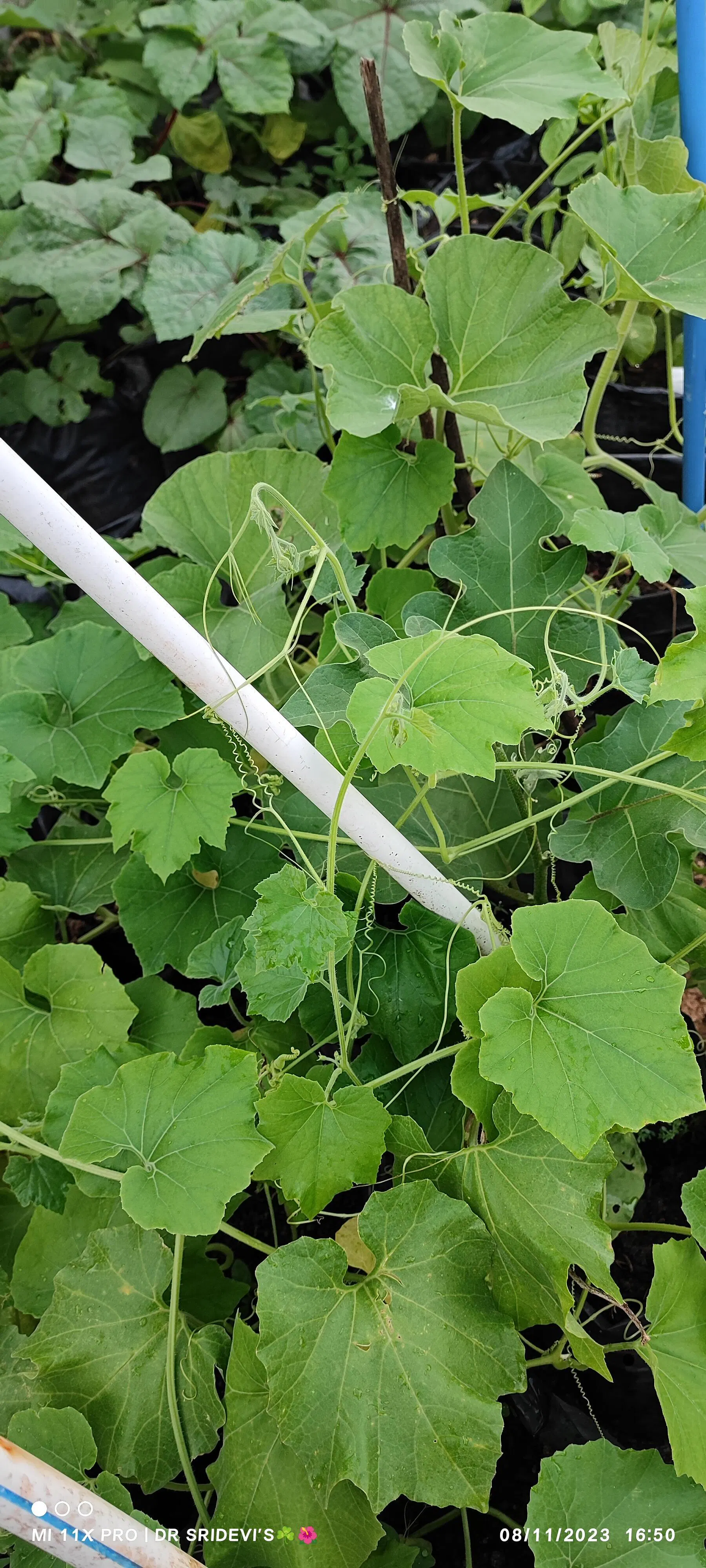Buy Best Quality Snake Gourd Extra long Seeds Online - Organicbazar