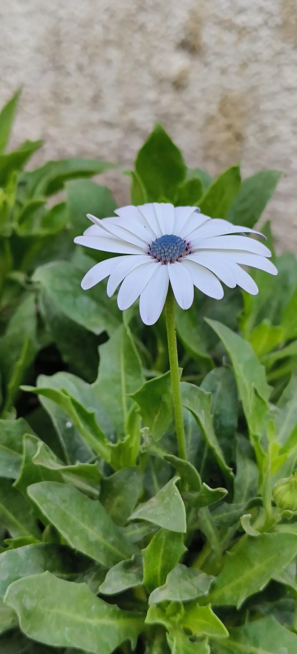 Buy Best quality Dimorphotheca Glistening White Seeds Online - Organicbazar