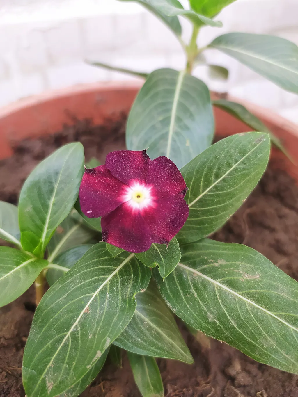 Vinca Black Hybrid Seeds - 25 Seeds (Black Periwinkle/ Sadabahar/सदाबह ...