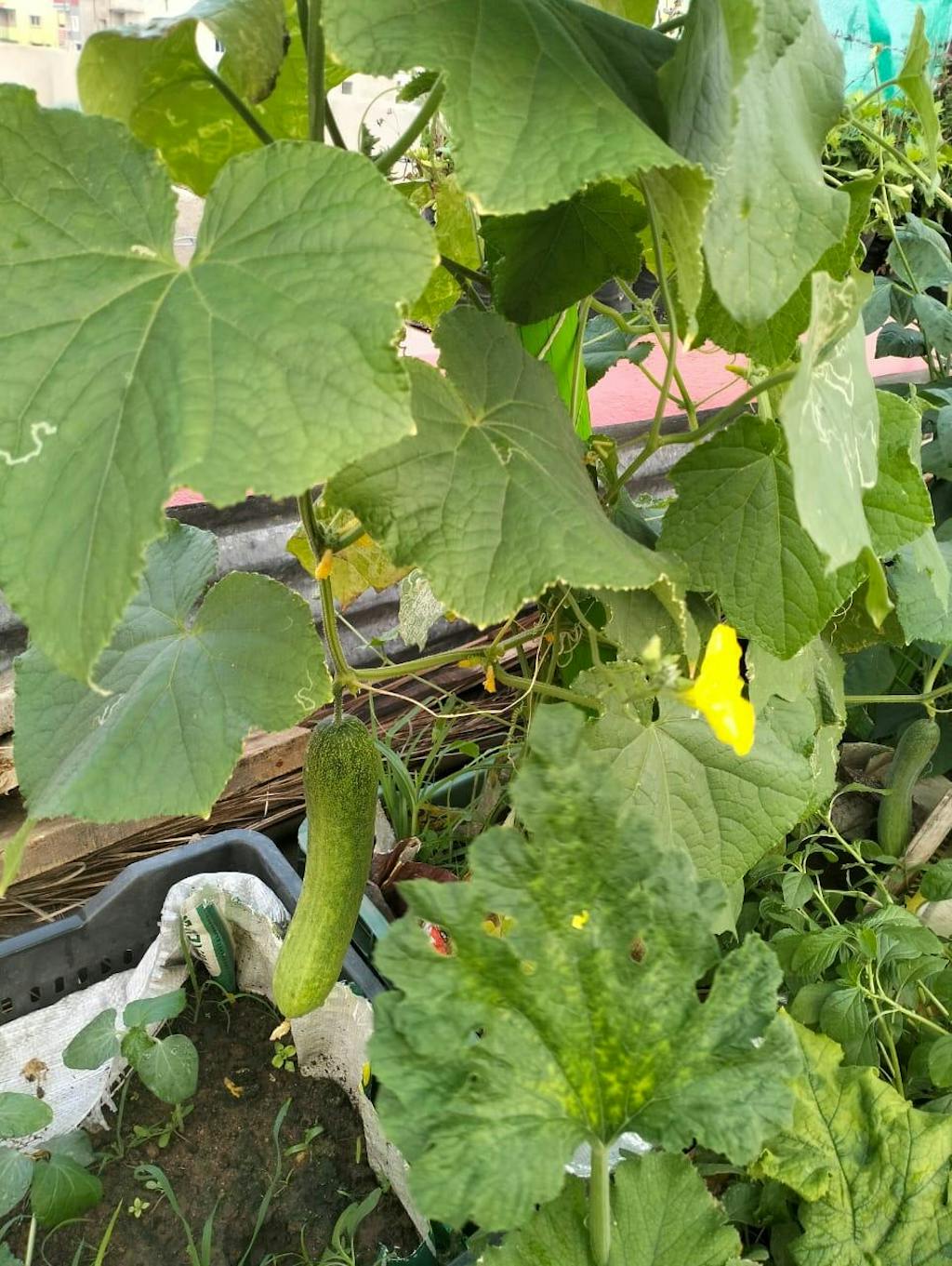 Buy Best Quality Cucumber Light Green F1 Hybrid Seeds - Organicbazar