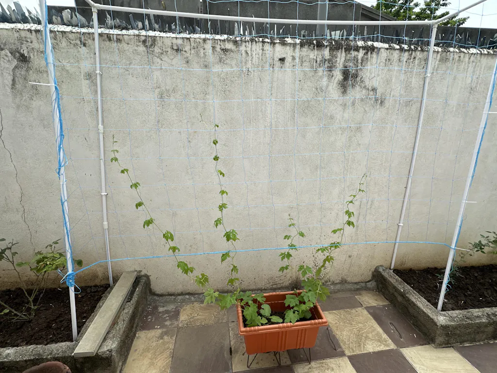 Creeper Net 1.5 X 3 Metre (Breadth X Length)