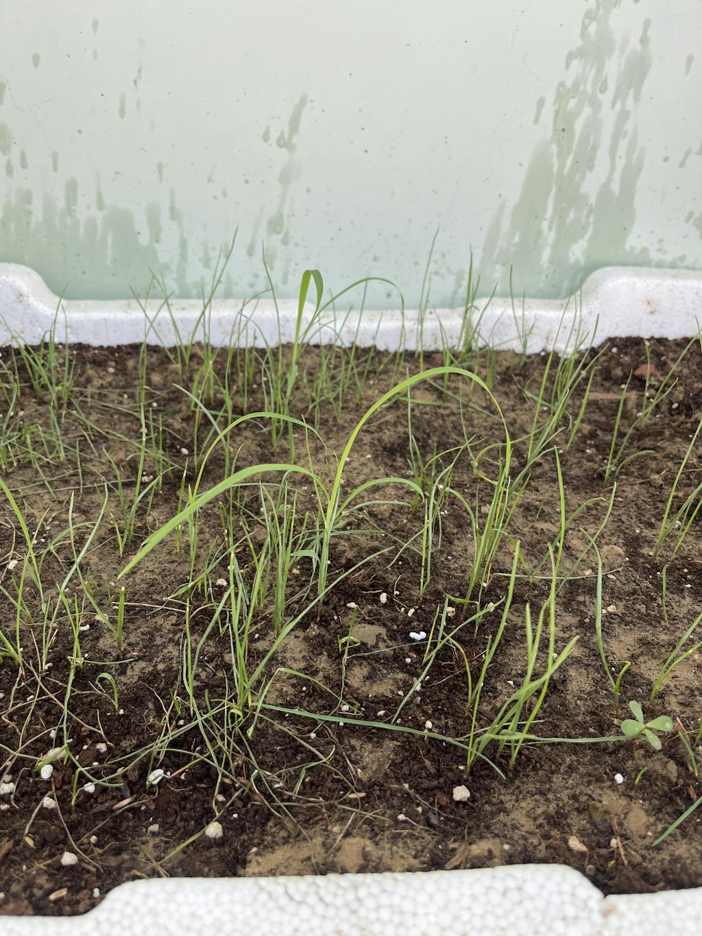 Buy Best Quality Selection No. 1 Grass Seeds for Carpet Home Garden ...