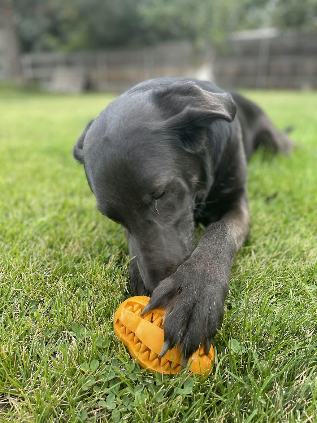 100% Natural Rubber Dog Dental Toy – Fun, Easy Way to Clean Dog Teeth