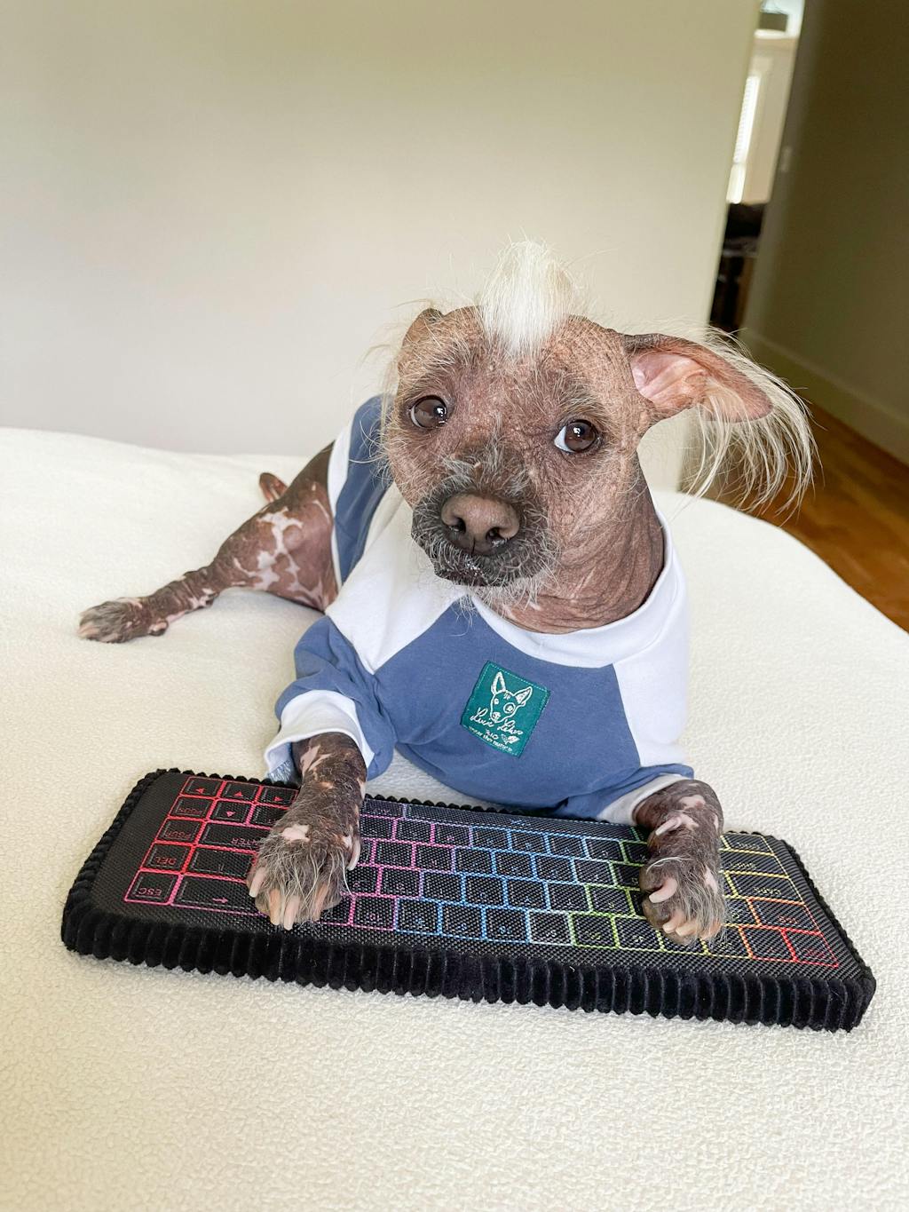 HyperX x P.L.A.Y. Gaming Dog Toy Collaboration