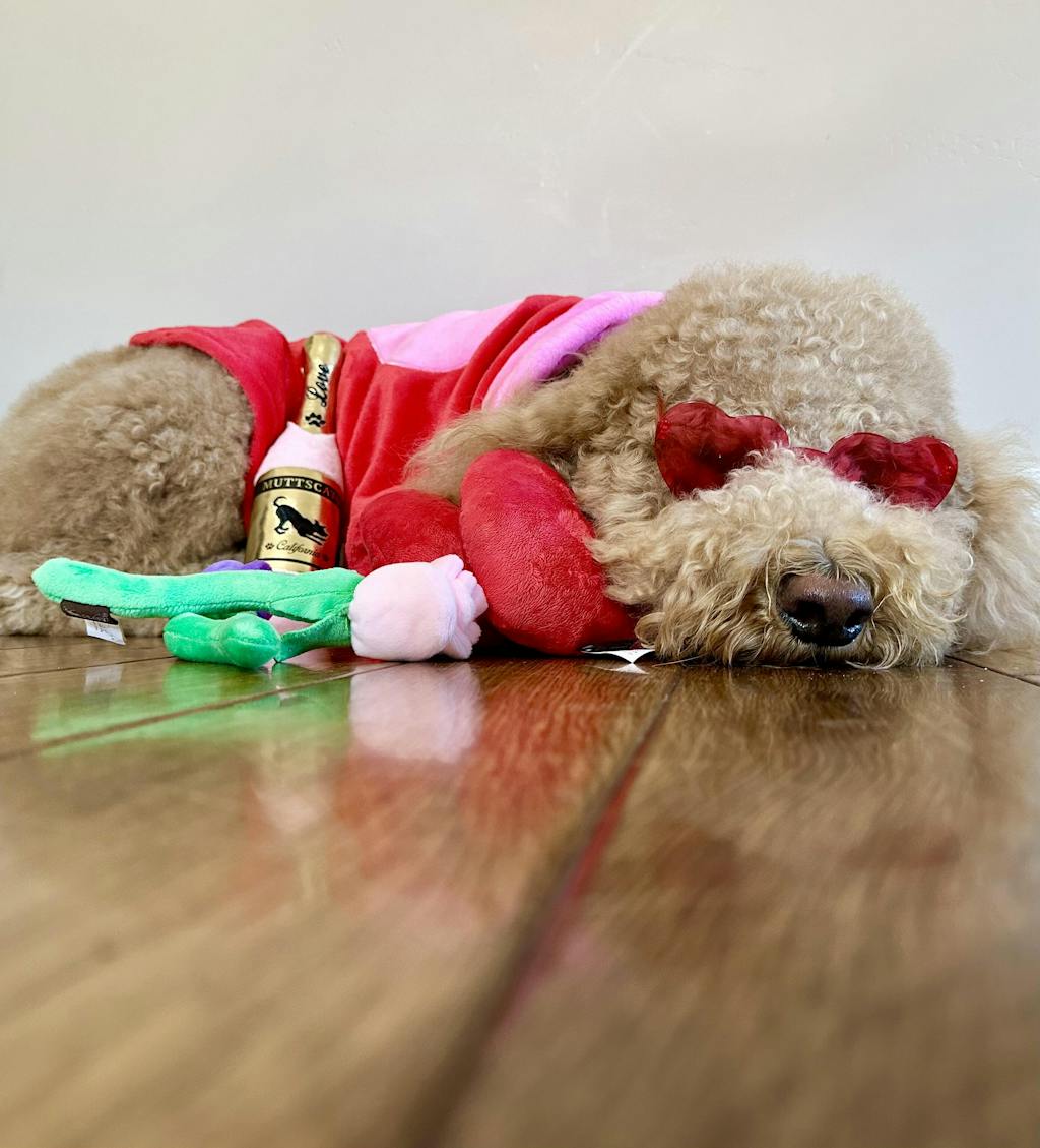 Dog Toys: The Valentine's Day Puppy Love Pet Toy Collection – P.L.A.Y.