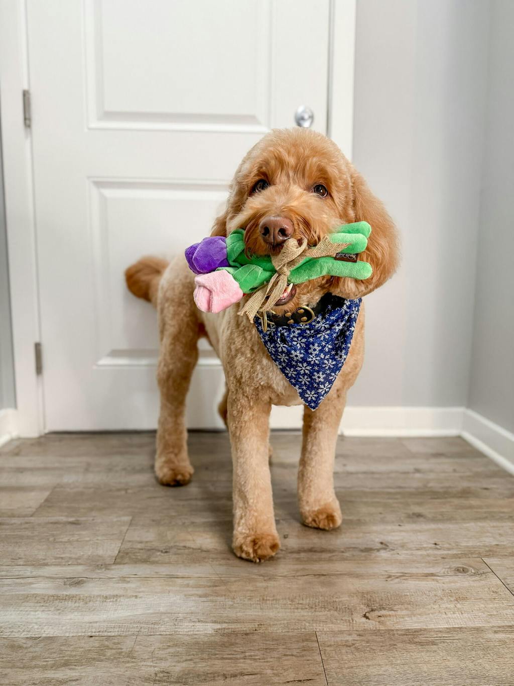 Valentine's Day Dog Toys: Love Bug Collection by P.L.A.Y.