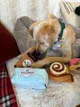 Cinna-bone: Plush Dog Toy by P.L.A.Y.