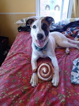 Cinna-bone: Plush Dog Toy by P.L.A.Y.