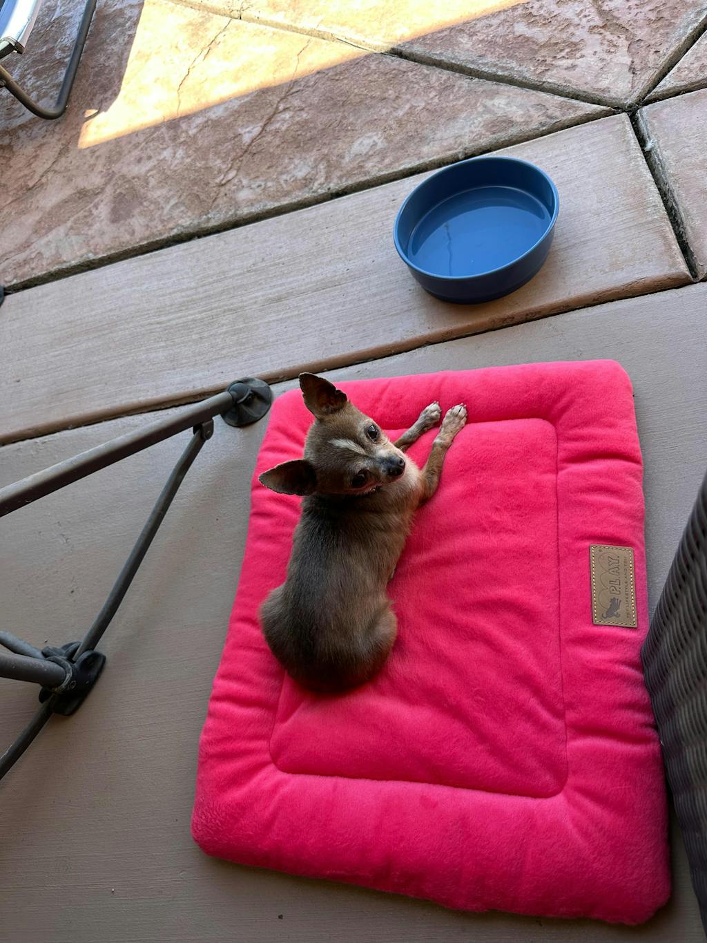 Pet Bed: Chill Pads for Dogs or Cats, from P.L.A.Y.