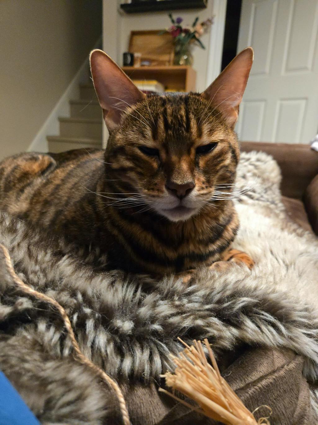 Cat Allergen Neutralizing Spray – Pacagen