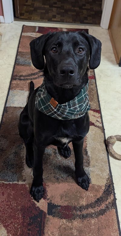 Customizable Infinity Dog Scarves - Browse Our Best-Sellers – Pacific Hound