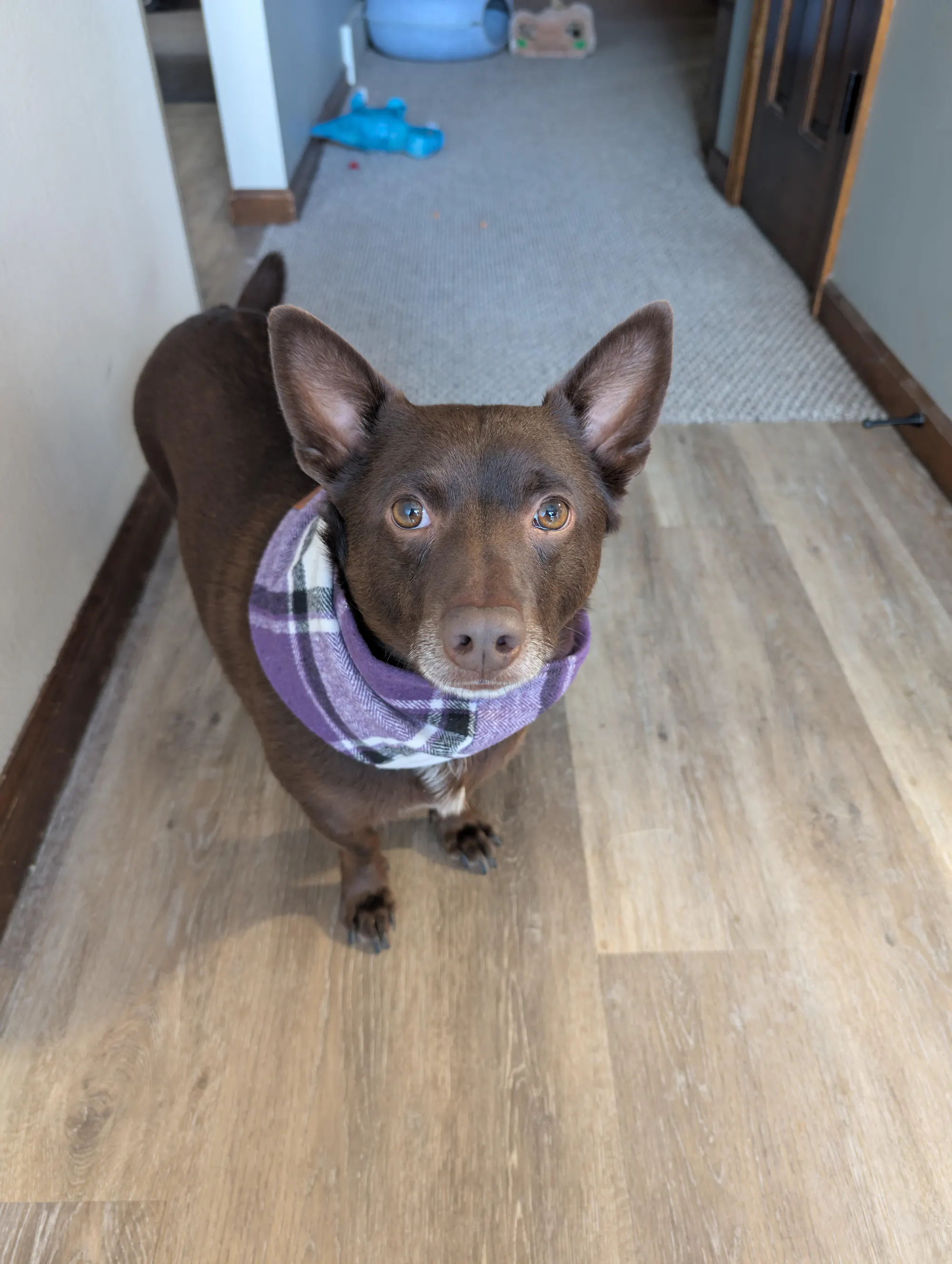 Customizable Infinity Dog Scarves - Browse Our Best-Sellers – Pacific Hound