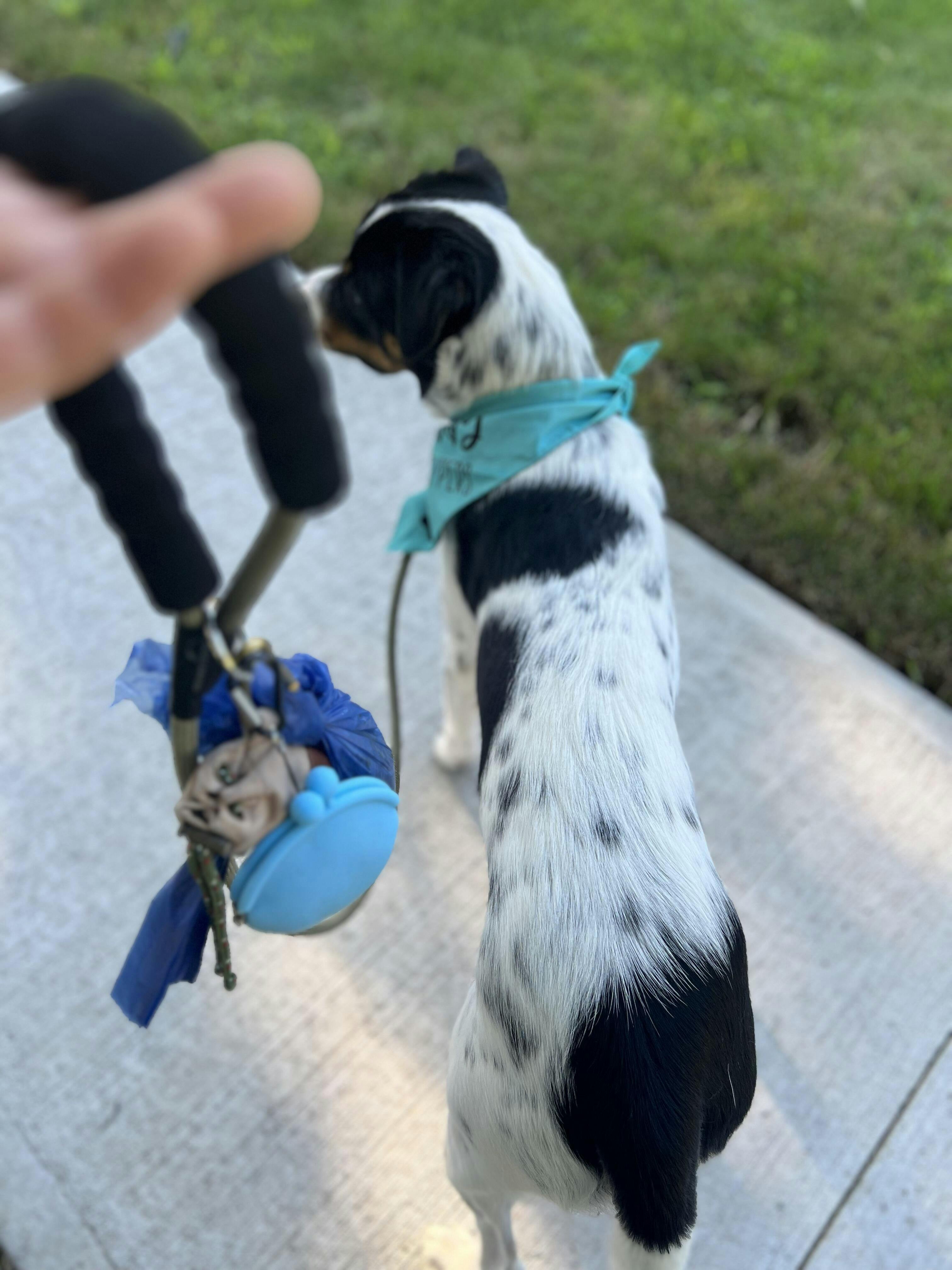 Purple Haze Rope Leash - Pack Leashes